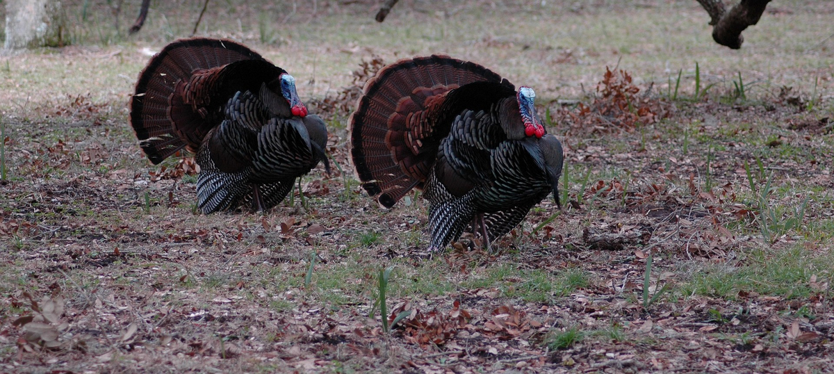 Locating A Preseason Turkey: 3 Key Approaches – Cro-Mag Outdoors, LLC